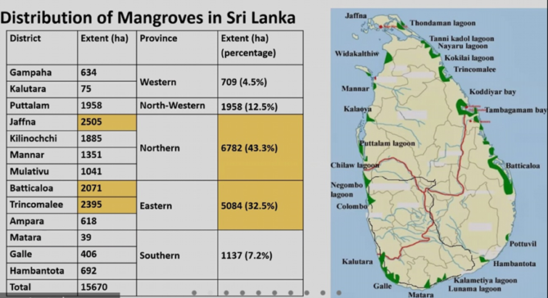 දේශගුණික විපර්යාස සඳහා කඩොලාන පරිසර පද්ධති තිරසාර විසඳුමක් වන්නේ කෙසේද ...