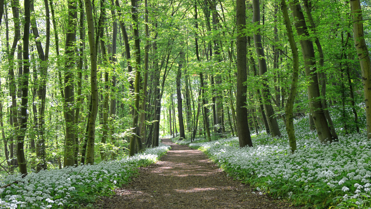Climate and Environmental implications of the New Forest Conservation ...