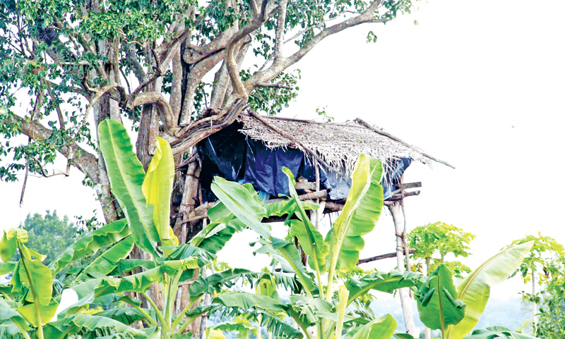 Chena Cultivation and its impact on Environment and Climate Change ...