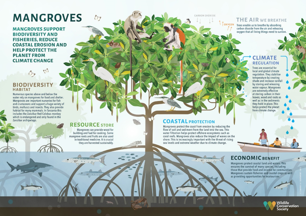 Mangrove Ecosystems - A Sustainable Solution for Climate Change ...