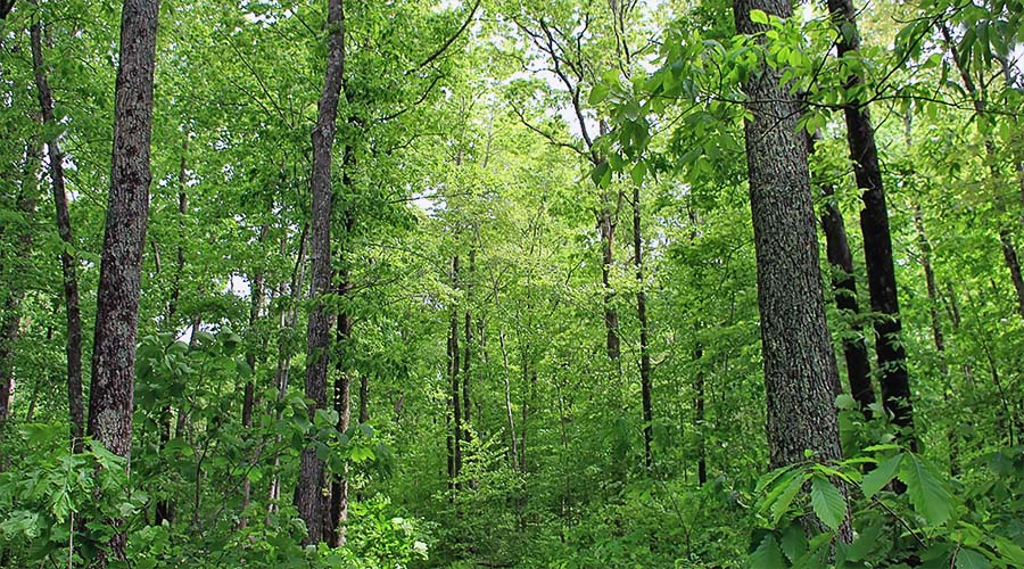 Has India’s forest cover actually increased over the years? - Climate ...