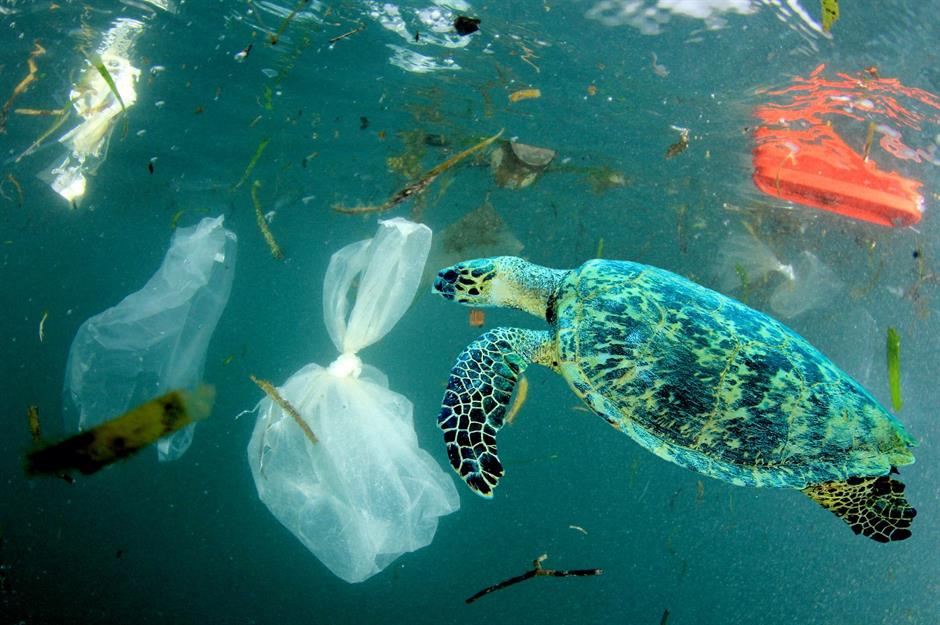 Myths related to Marine Plastic Pollution! - Climate Fact Checks