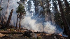 Bill Gates and the 75 Million Acres of Trees - Separating Fact from ...