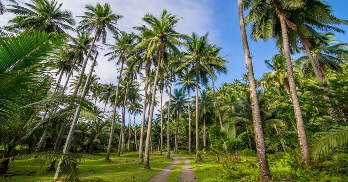 Climate Change and El Niño Impact on Coconut Cultivation in Sri Lanka ...