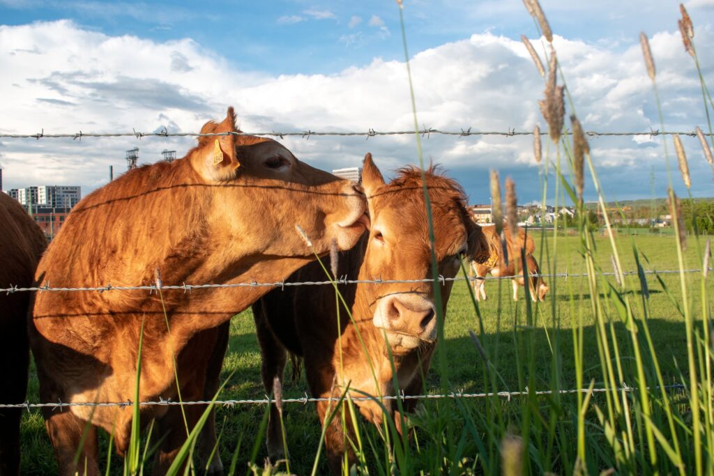 Seaweed, Cows, and Climate: Bill Gates' $12 Million Gamble - Climate ...