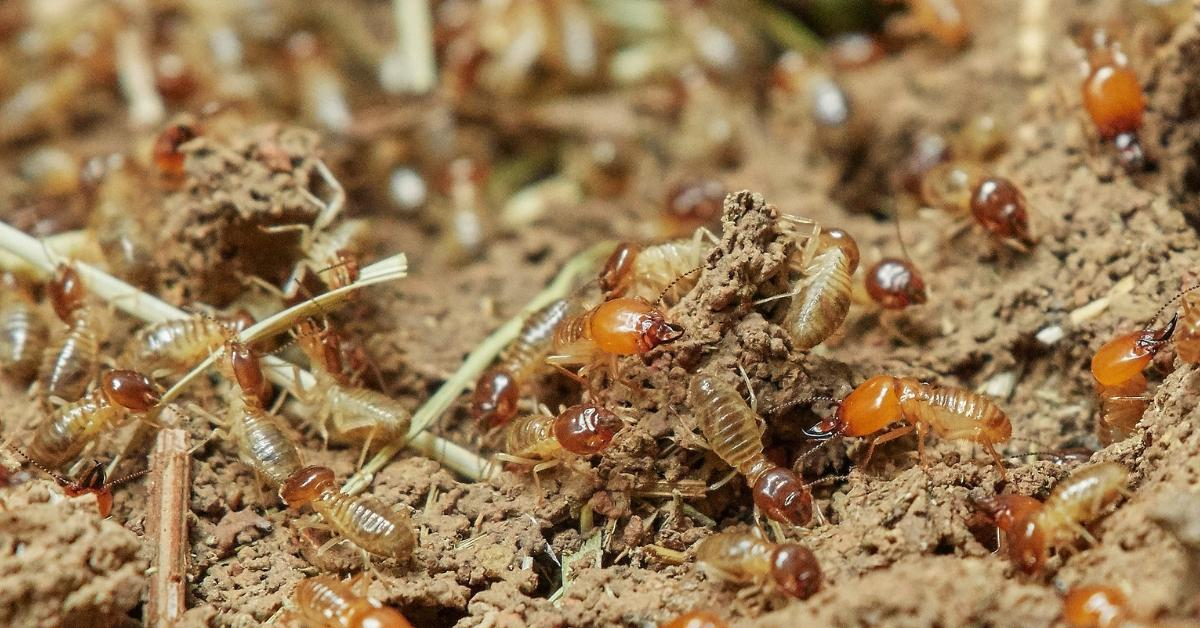 Do Termites Contribute Greenhouse Gas Emission? - Climate Fact Checks