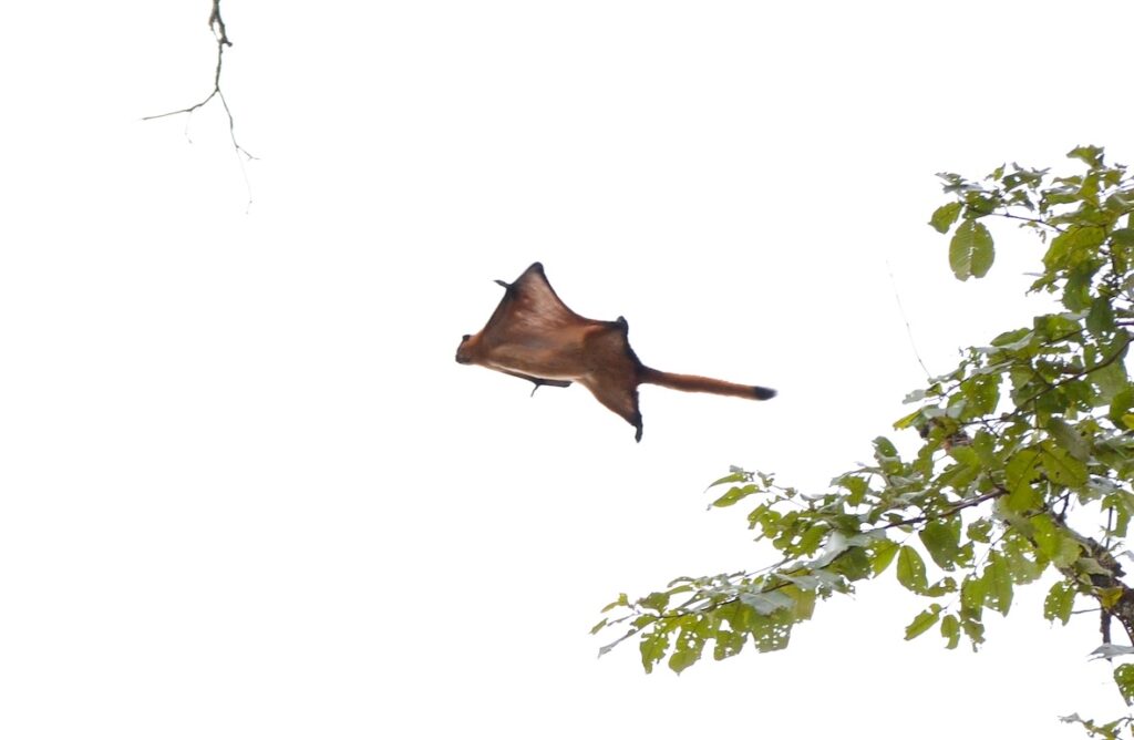 Study Highlights Alarming Habitat Loss for Endemic Flying Squirrels in ...