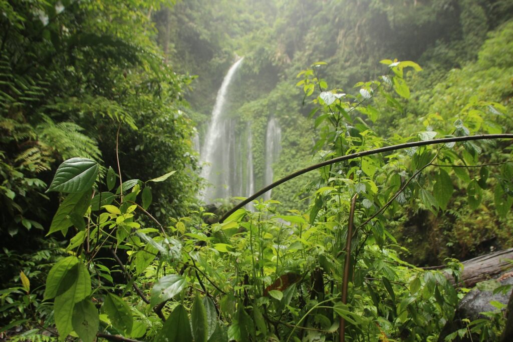 World Rainforest Day 2025: A Deep Dive into the Amazon’s Decline ...