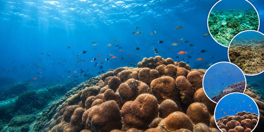 World's largest living coral colony Archives - Climate Fact Checks